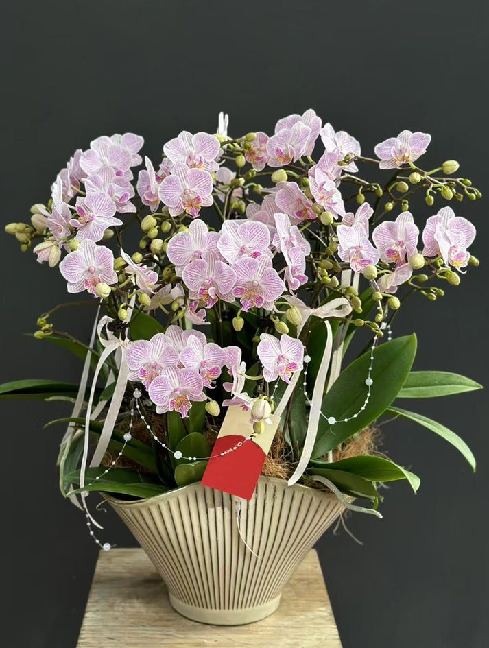 Chinese New Year Orchid - Light Pink Mini Orchid (12 stems) – Maison ...