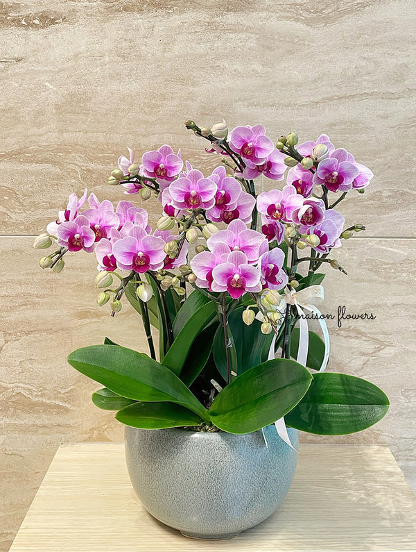 Chinese New Year Orchid - Pink Mini Orchid (8 stems) – Maison Flowers